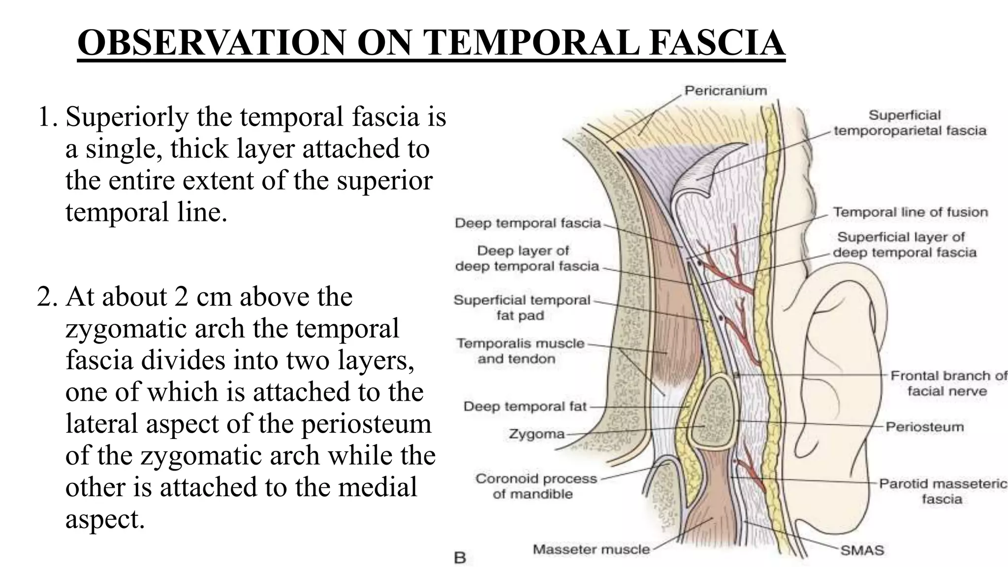 Facial nerve.pptx