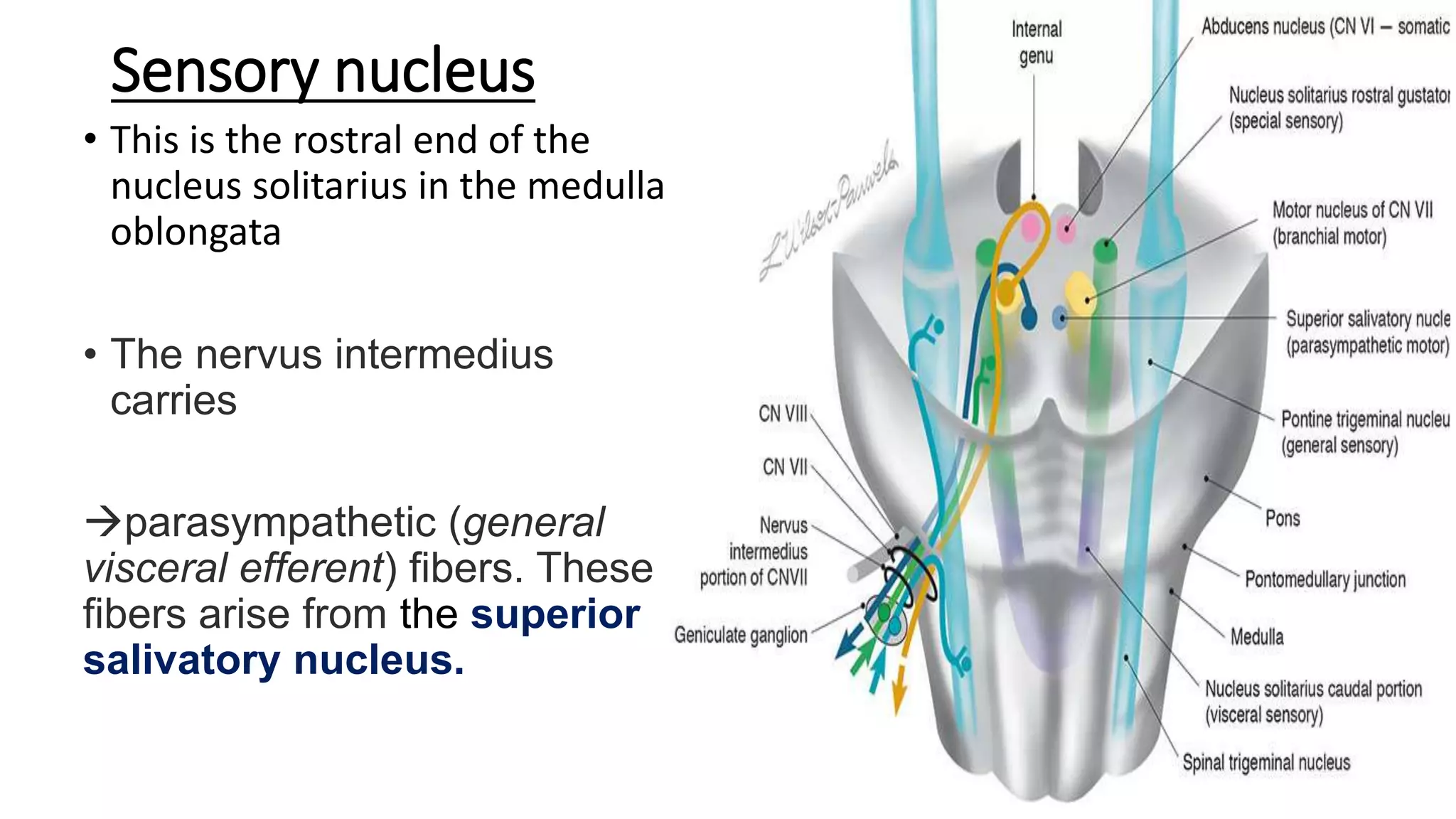Facial nerve.pptx