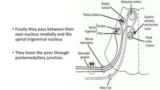 Facial nerve.pptx
