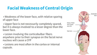 facial nerve by Dr. Roop | PDF