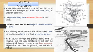 facial nerve pathway and diseases. shamila K Apptx | PPTX
