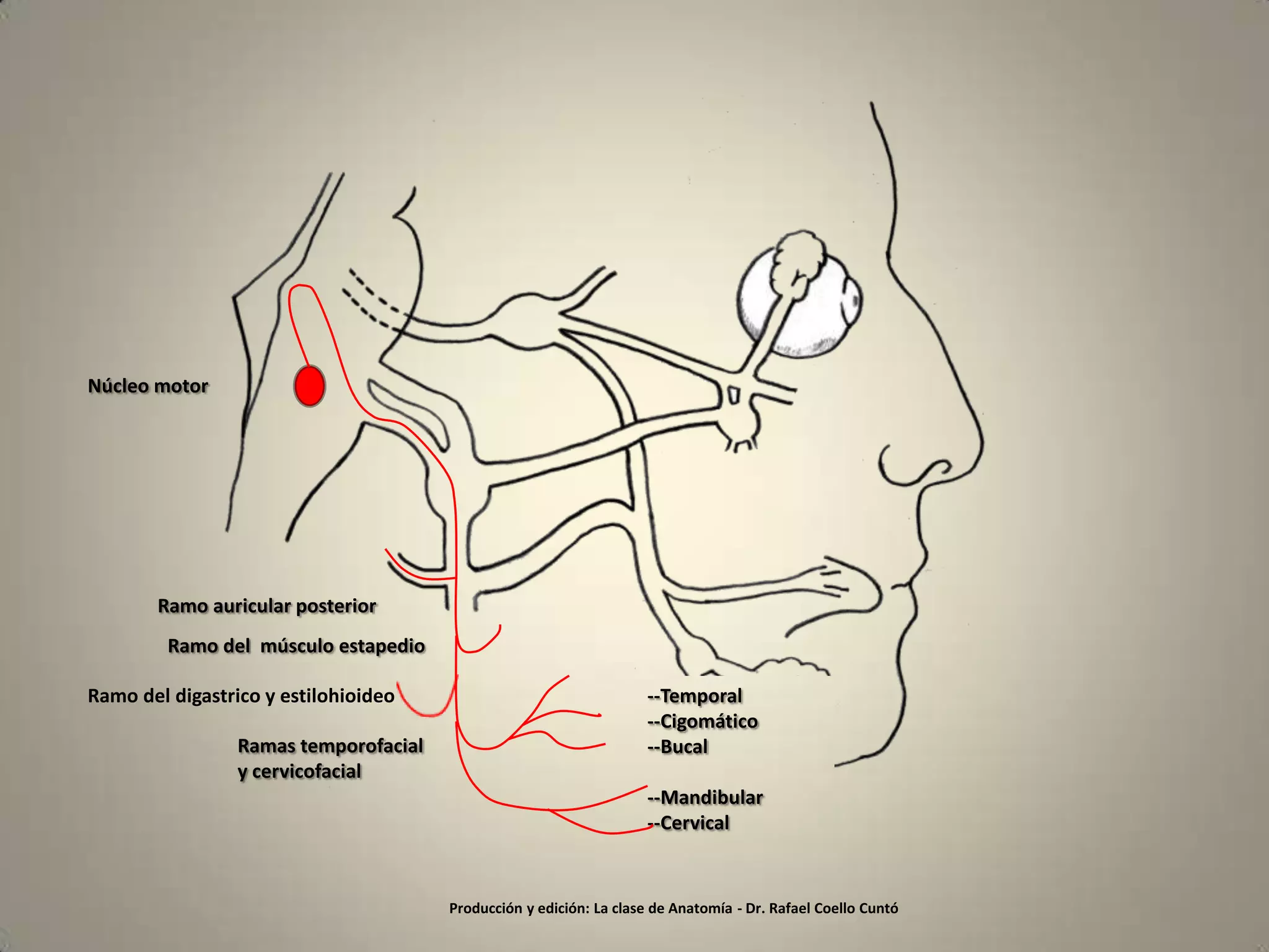 Anatomia del nervio facial - Facial nerve anatomy | PPSX