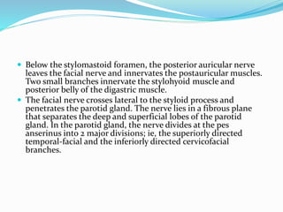 Facial nerve anatomy 1 | PPTX