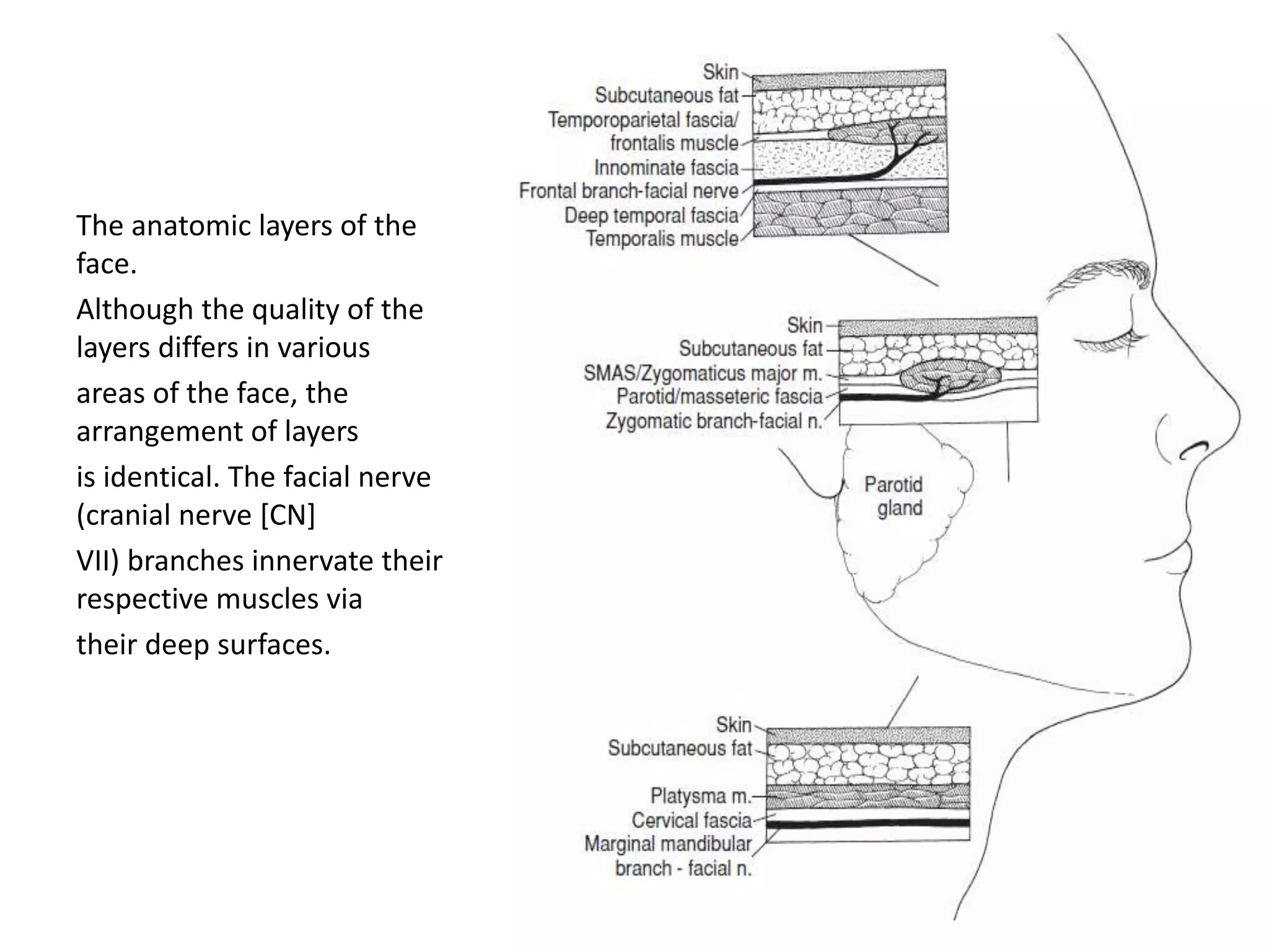 Facial nerve anatomy | PPTX