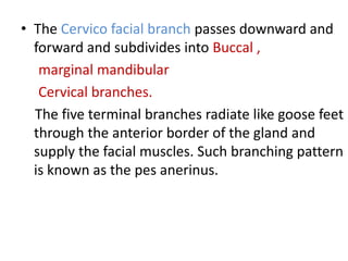 Facial nerve anatomy | PPTX