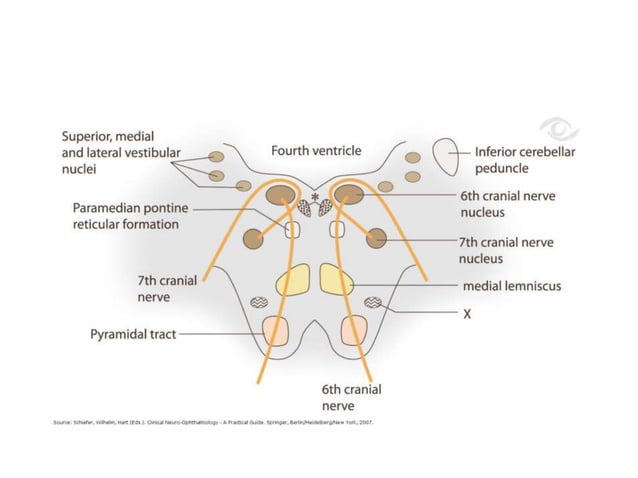 Facial nerve anatomy | PPTX | Death, Injury, or Military Conflict ...