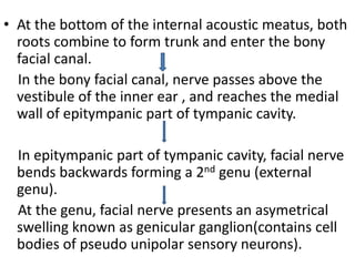 Facial nerve anatomy | PPTX