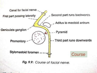 facialnerveanatomy-180629040852.pdf