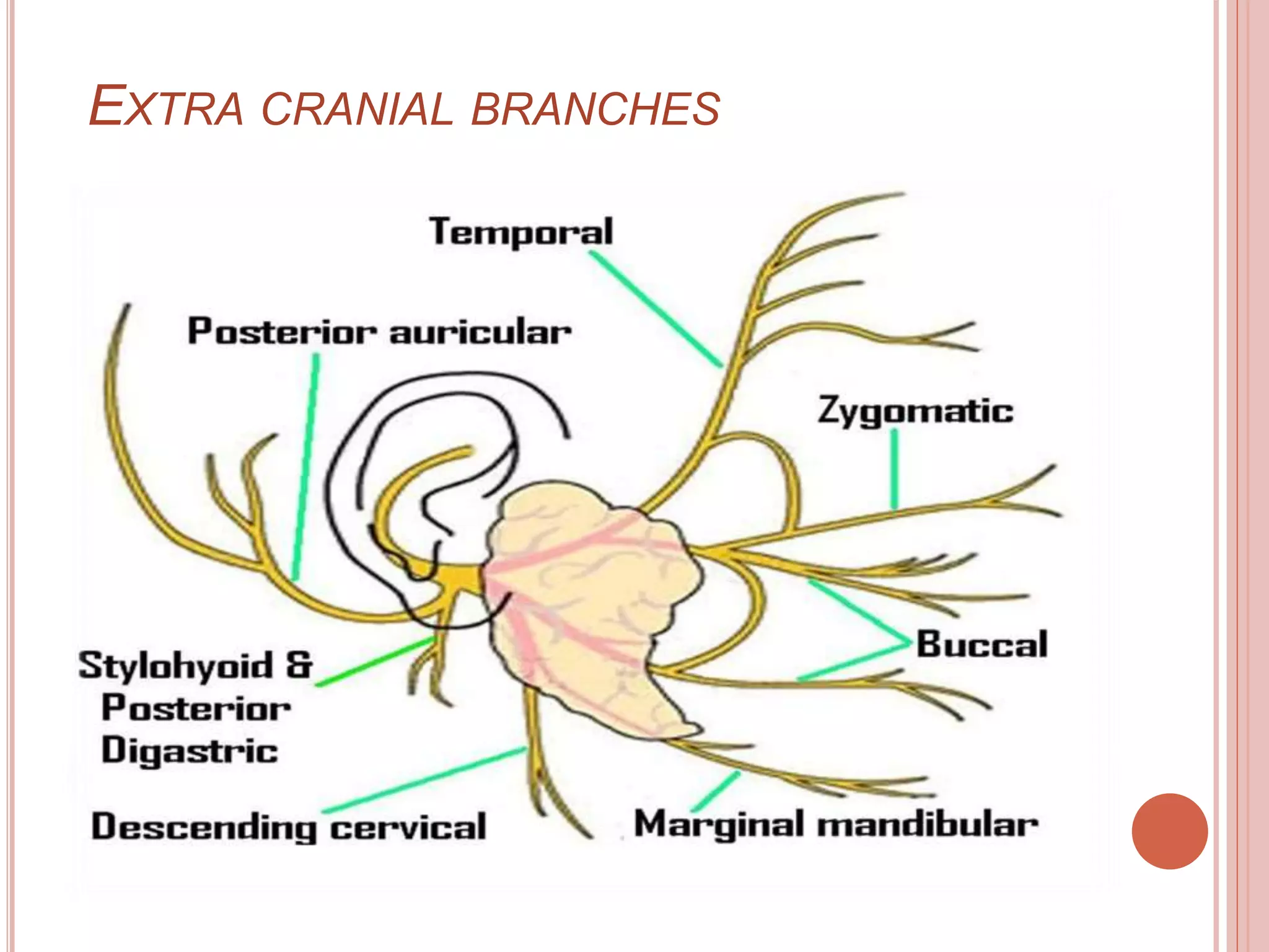 Facial nerve anatomy | PPTX