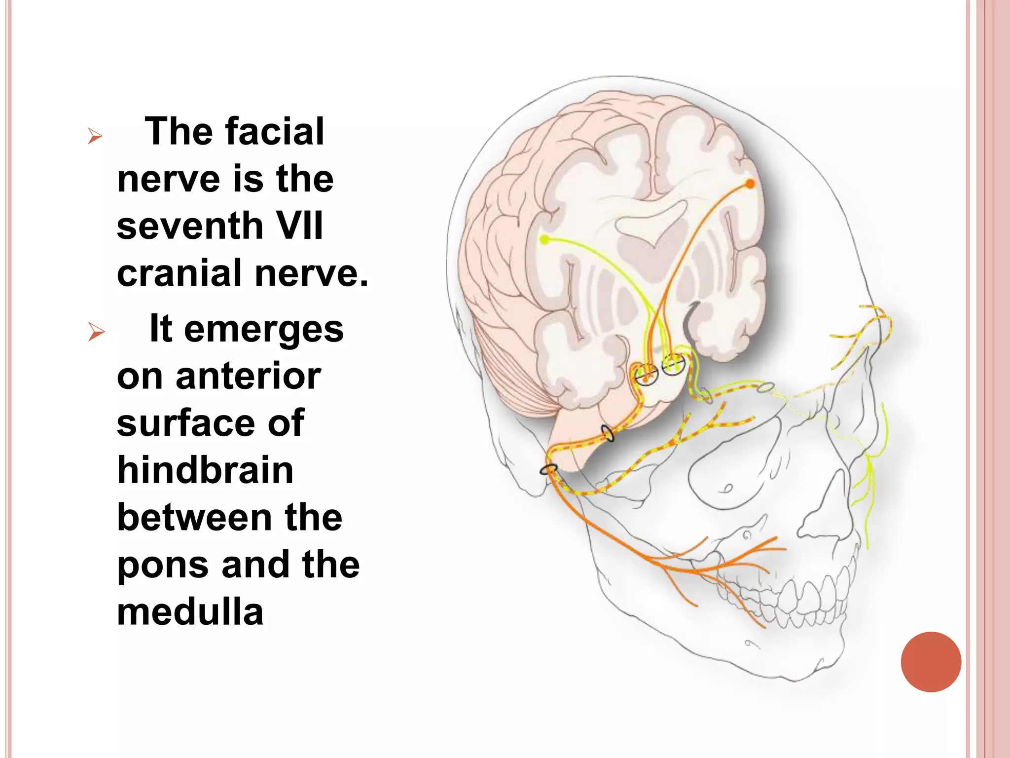 Facial nerve anatomy | PPTX
