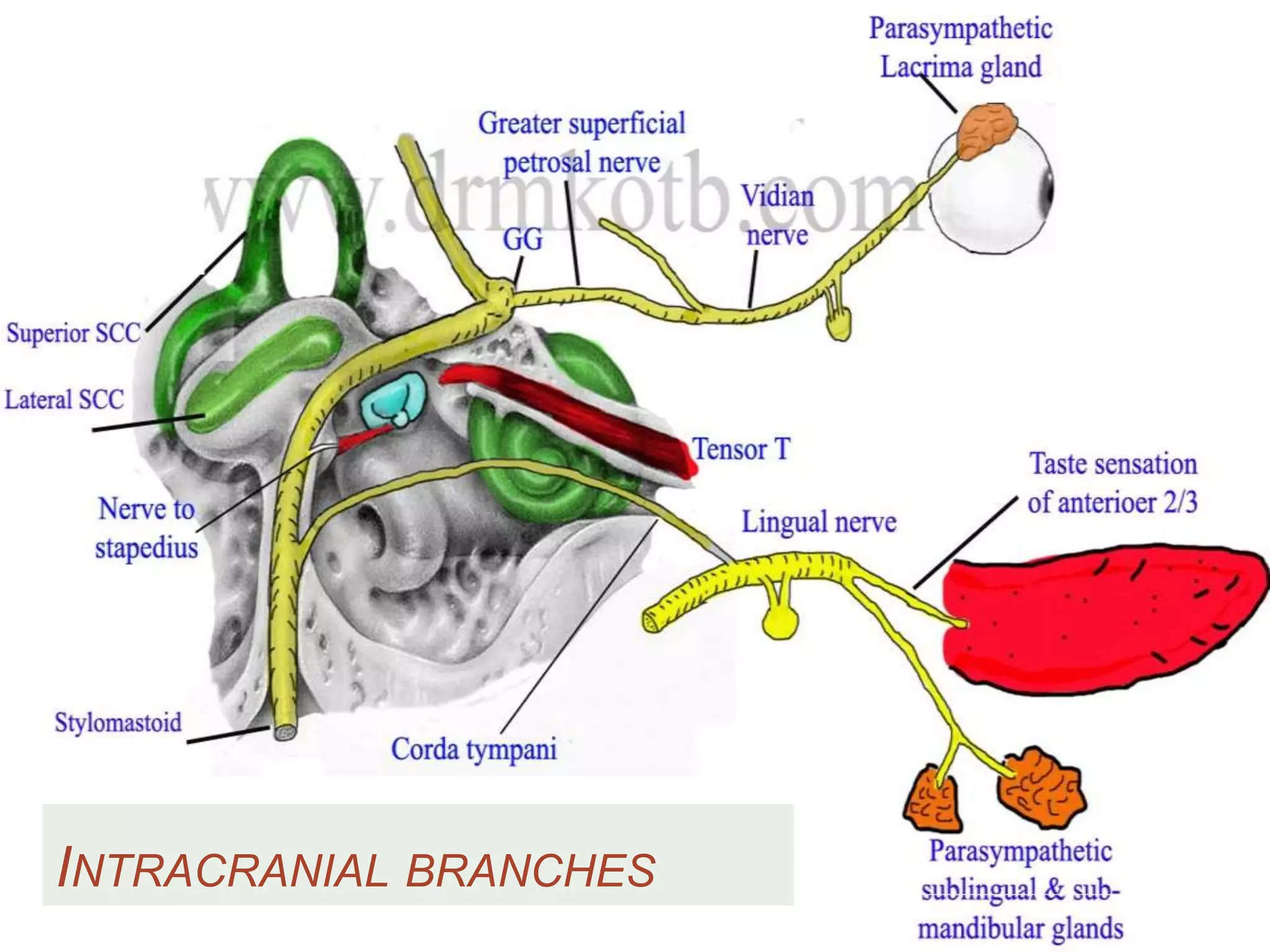 Facial nerve anatomy | PPTX