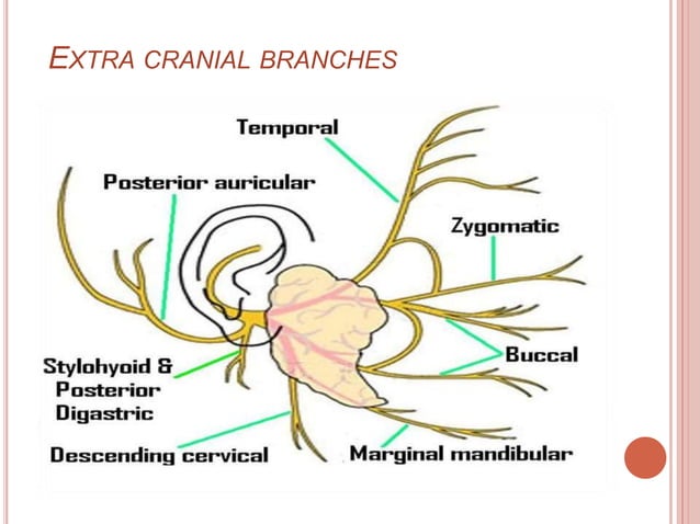 Facial nerve anatomy | PPTX | Brain and Nervous System Disorders ...