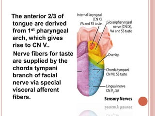 Facial nerve anatomy | PPTX