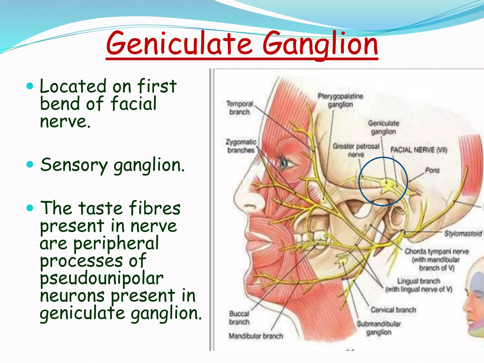 Facial Nerve Anatomy | PPTX