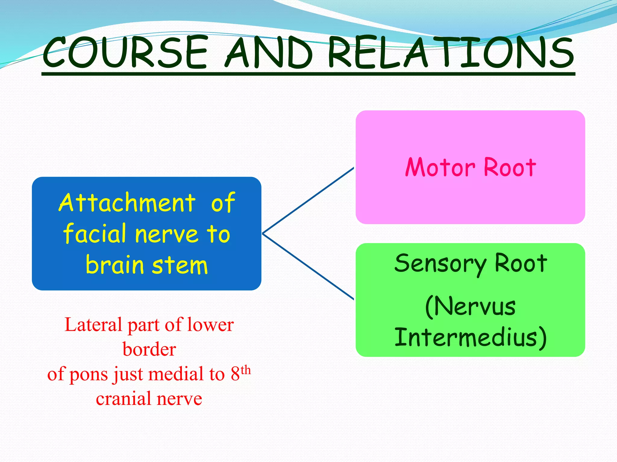 Facial Nerve Anatomy | PPTX