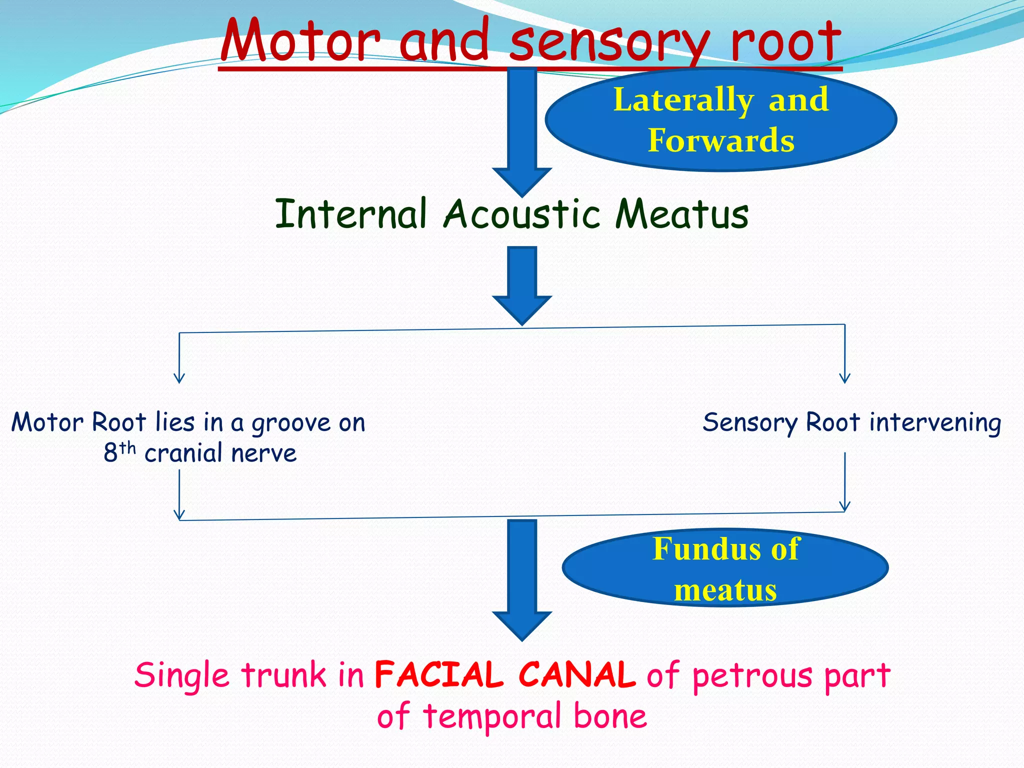 Facial Nerve Anatomy | PPTX