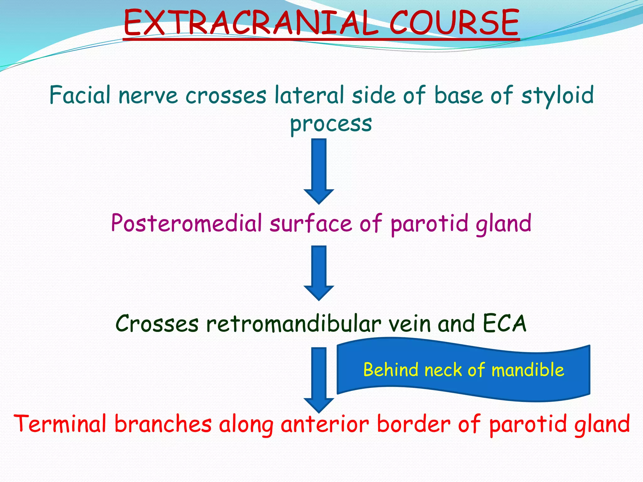 Facial Nerve Anatomy | PPTX