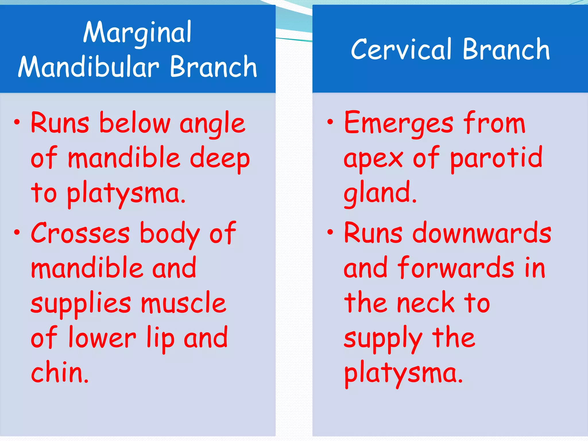 Facial Nerve Anatomy | PPTX