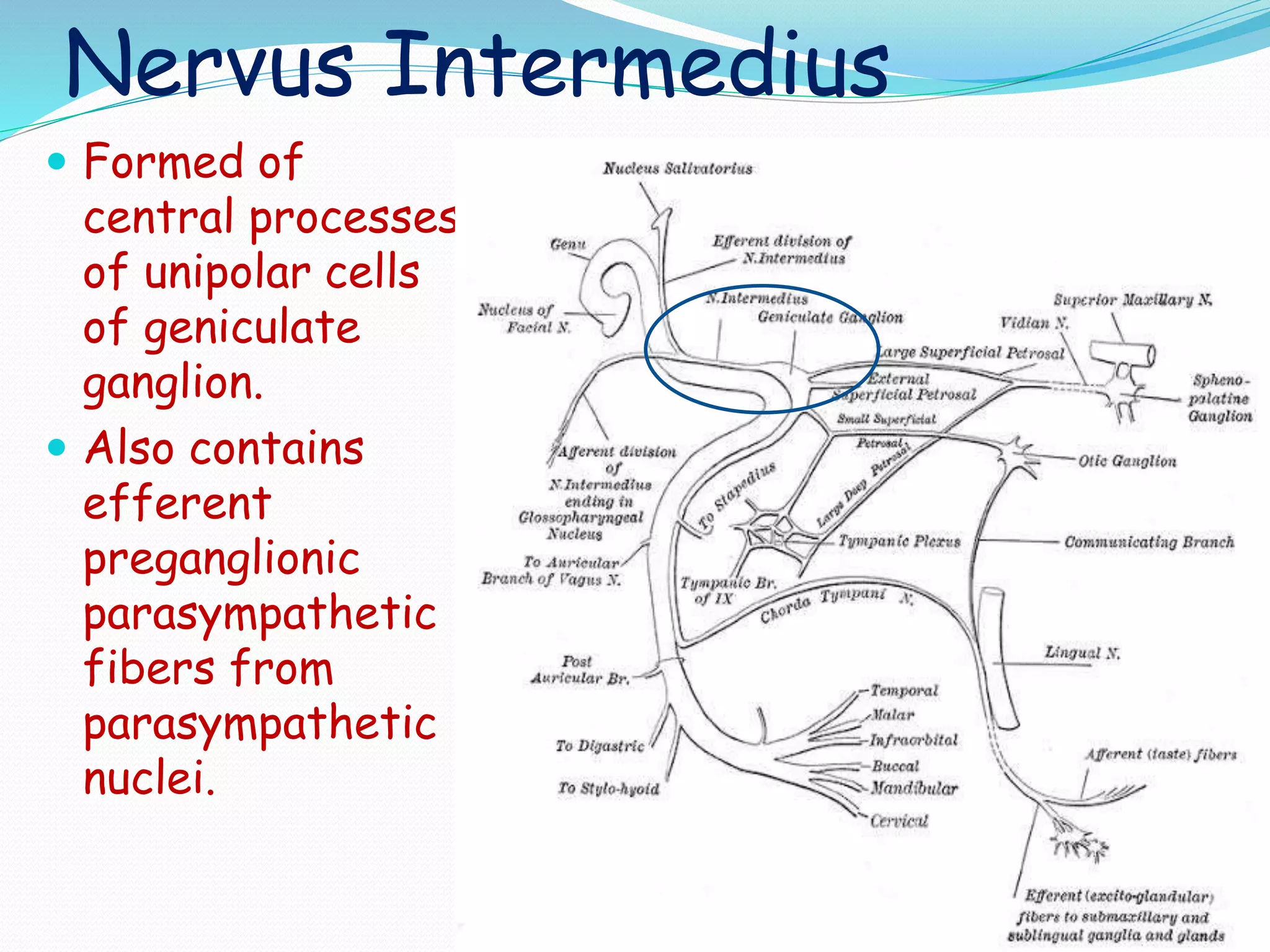 Facial Nerve Anatomy | PPTX