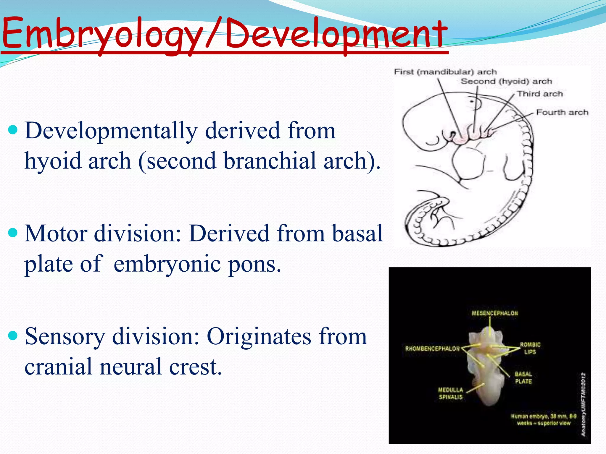 Facial Nerve Anatomy | PPTX