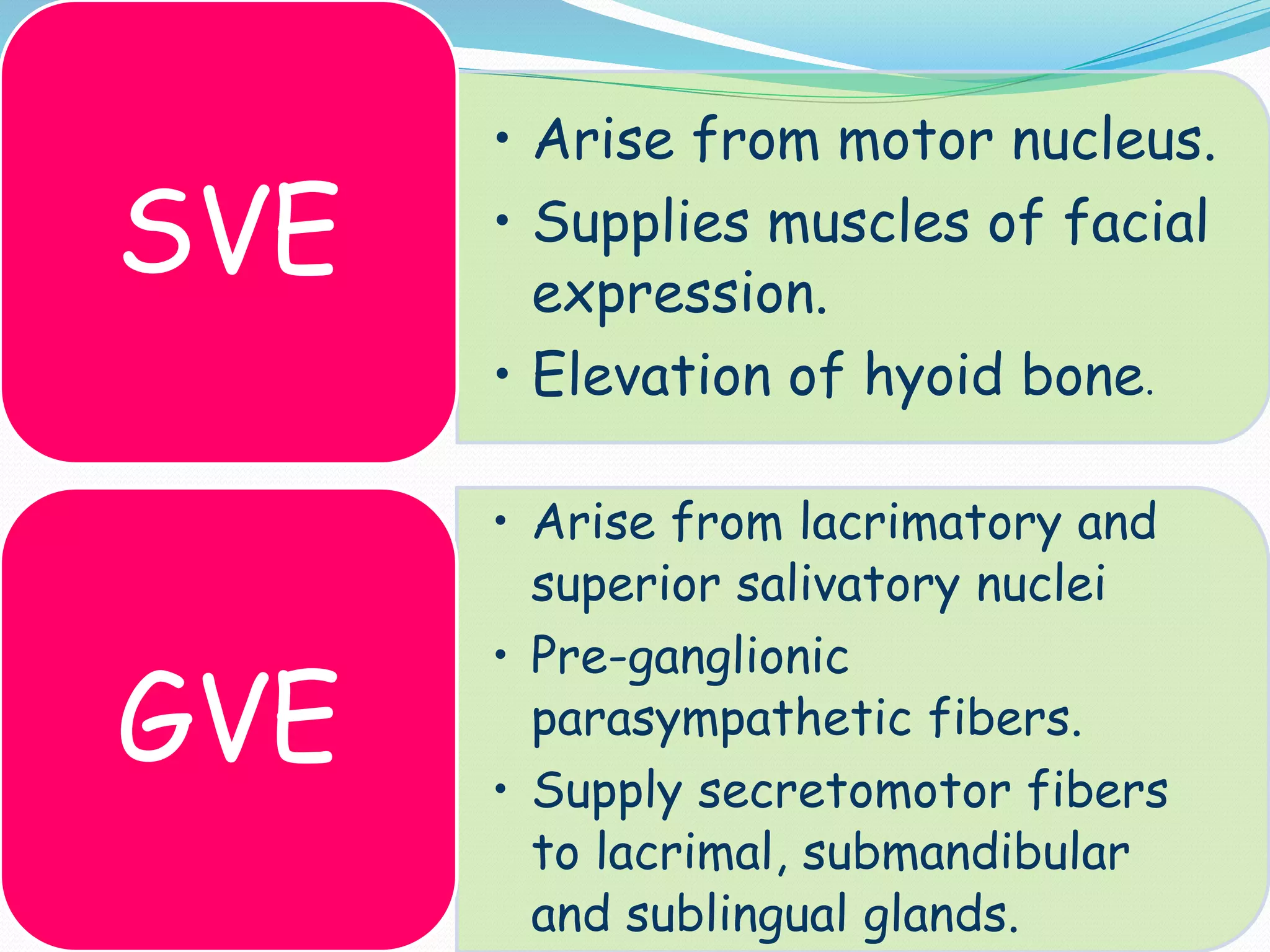 Facial Nerve Anatomy | PPTX