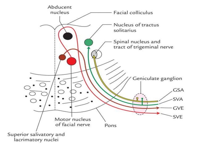 Facial Nerve Anatomy | PPT