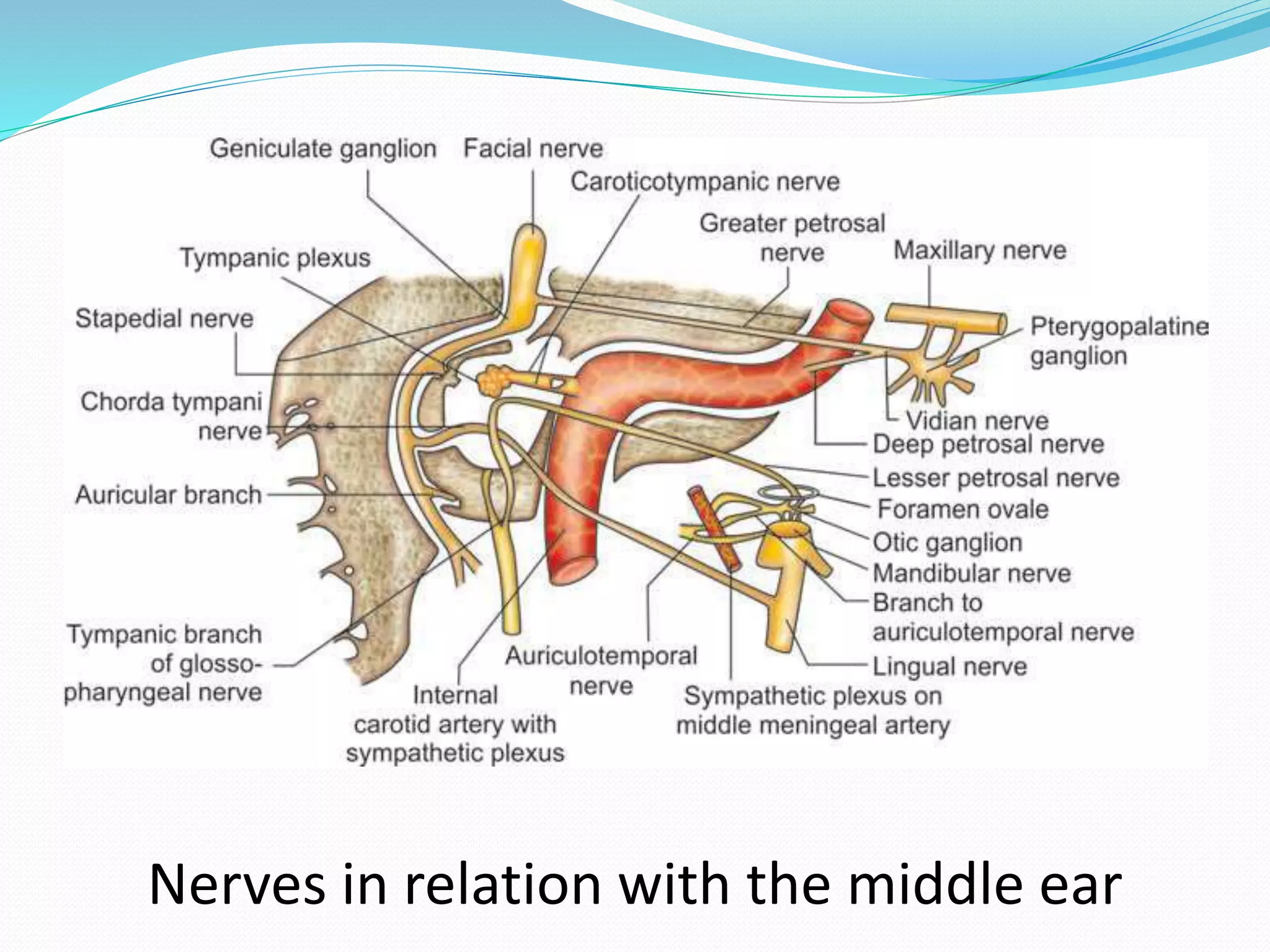 Anatomy of Facial Nerve | PPTX