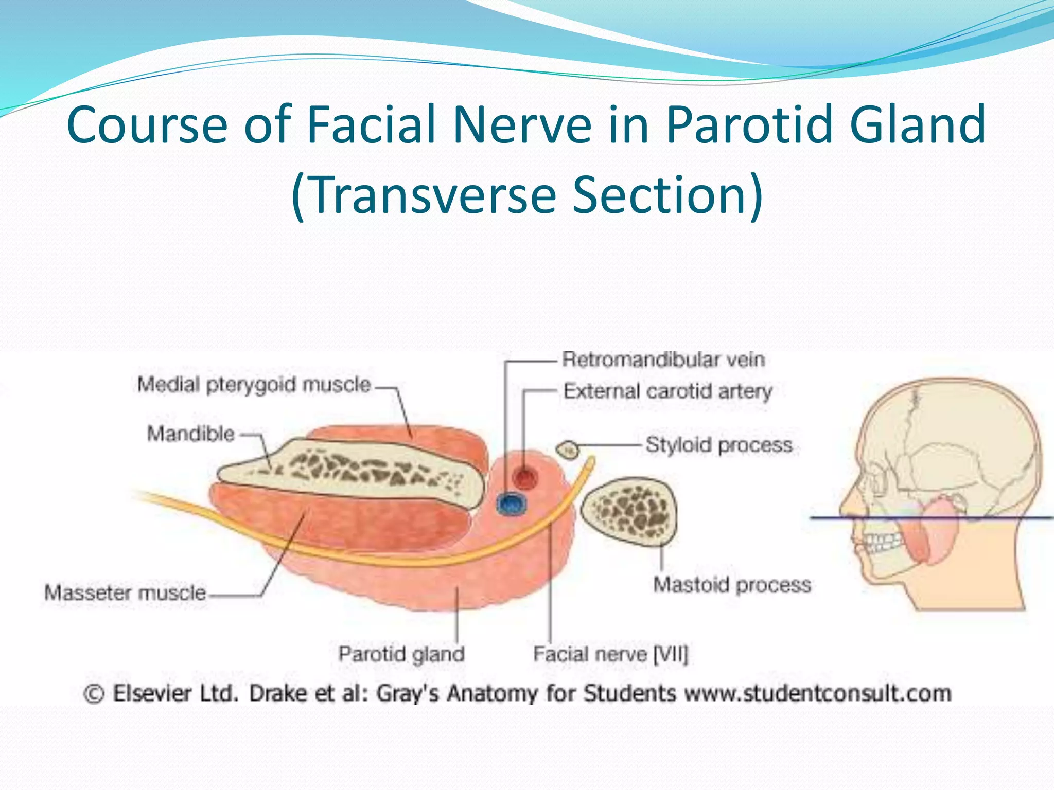 Anatomy of Facial Nerve | PPTX