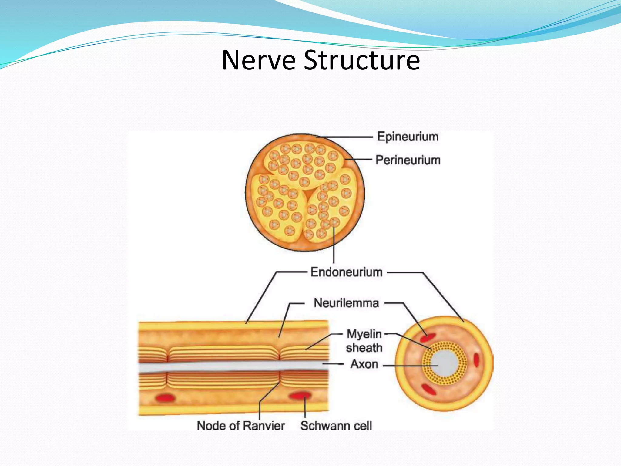 Anatomy of Facial Nerve | PPTX