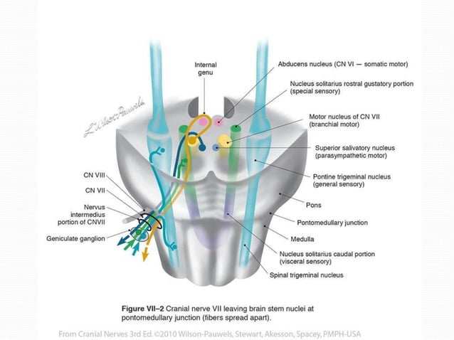 Anatomy of Facial Nerve | PPTX