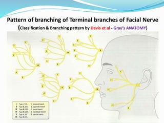 Anatomy of Facial Nerve | PPTX