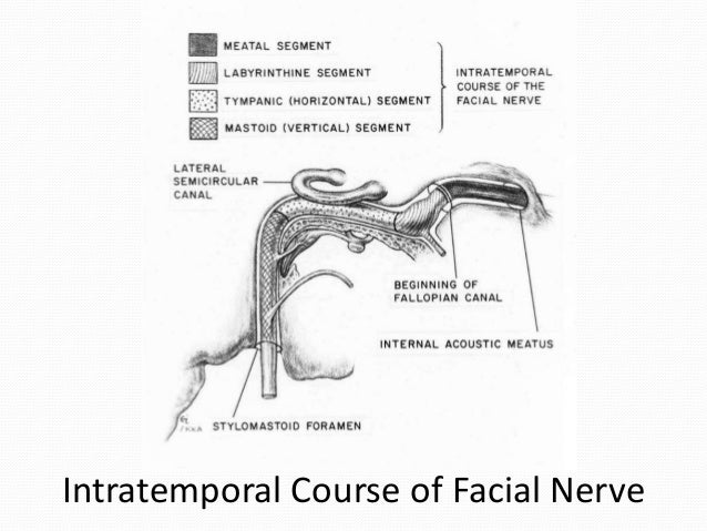 Anatomy of Facial Nerve