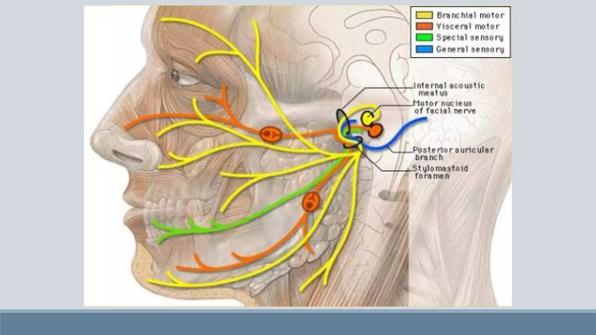Facial nerve and it's applied aspect | PPTX
