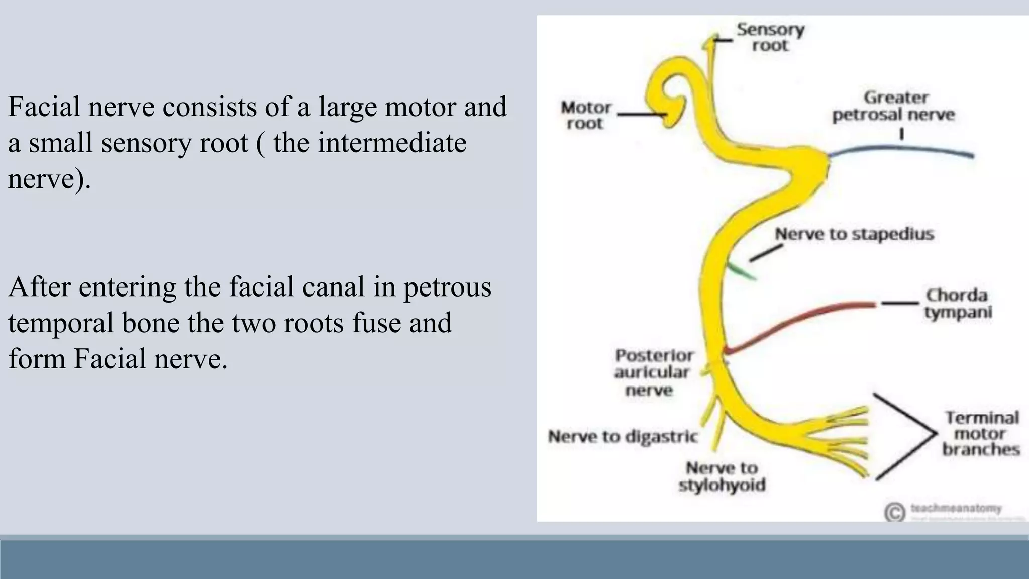 Facial nerve and it's applied aspect | PPTX