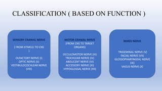 Facial nerve and its applied aspect - seminar 3 [Autosaved].pptx