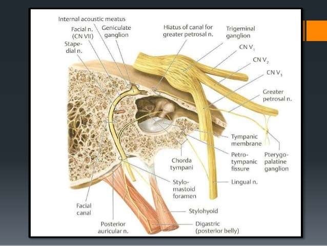Facial nerve and its applied aspects