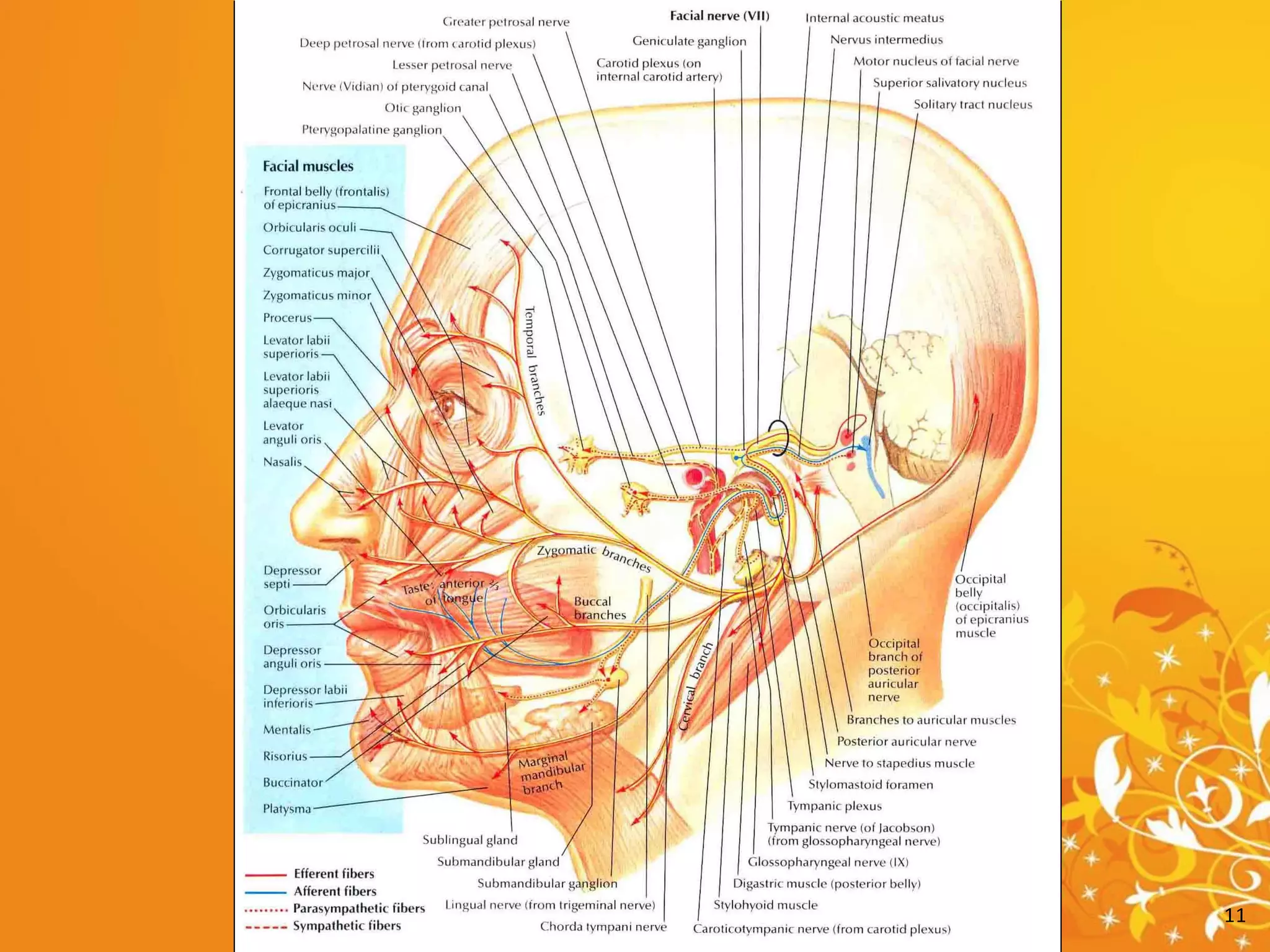 Facial Nerve and Its Clinical Importance | PDF
