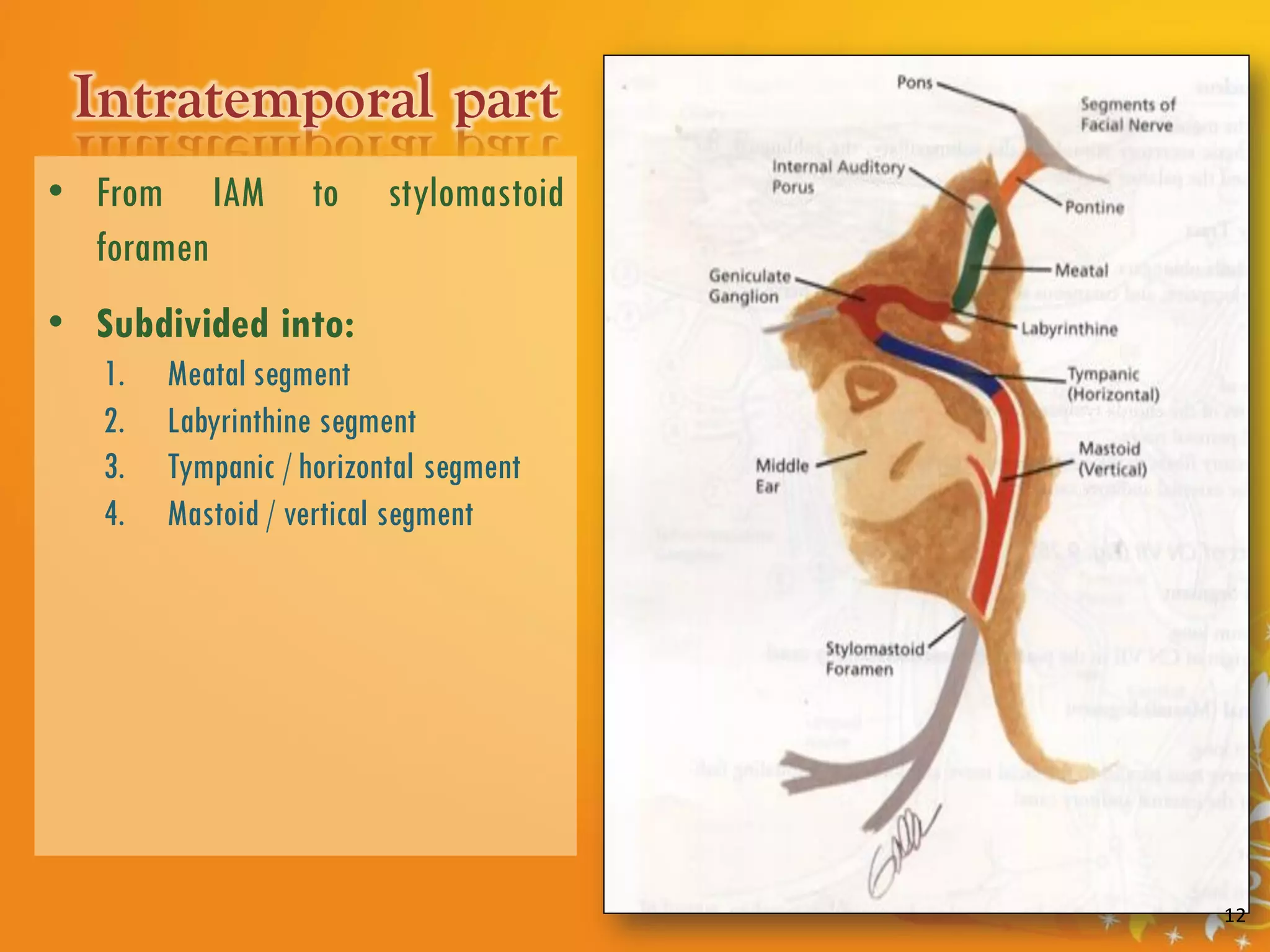 Facial Nerve and Its Clinical Importance | PDF
