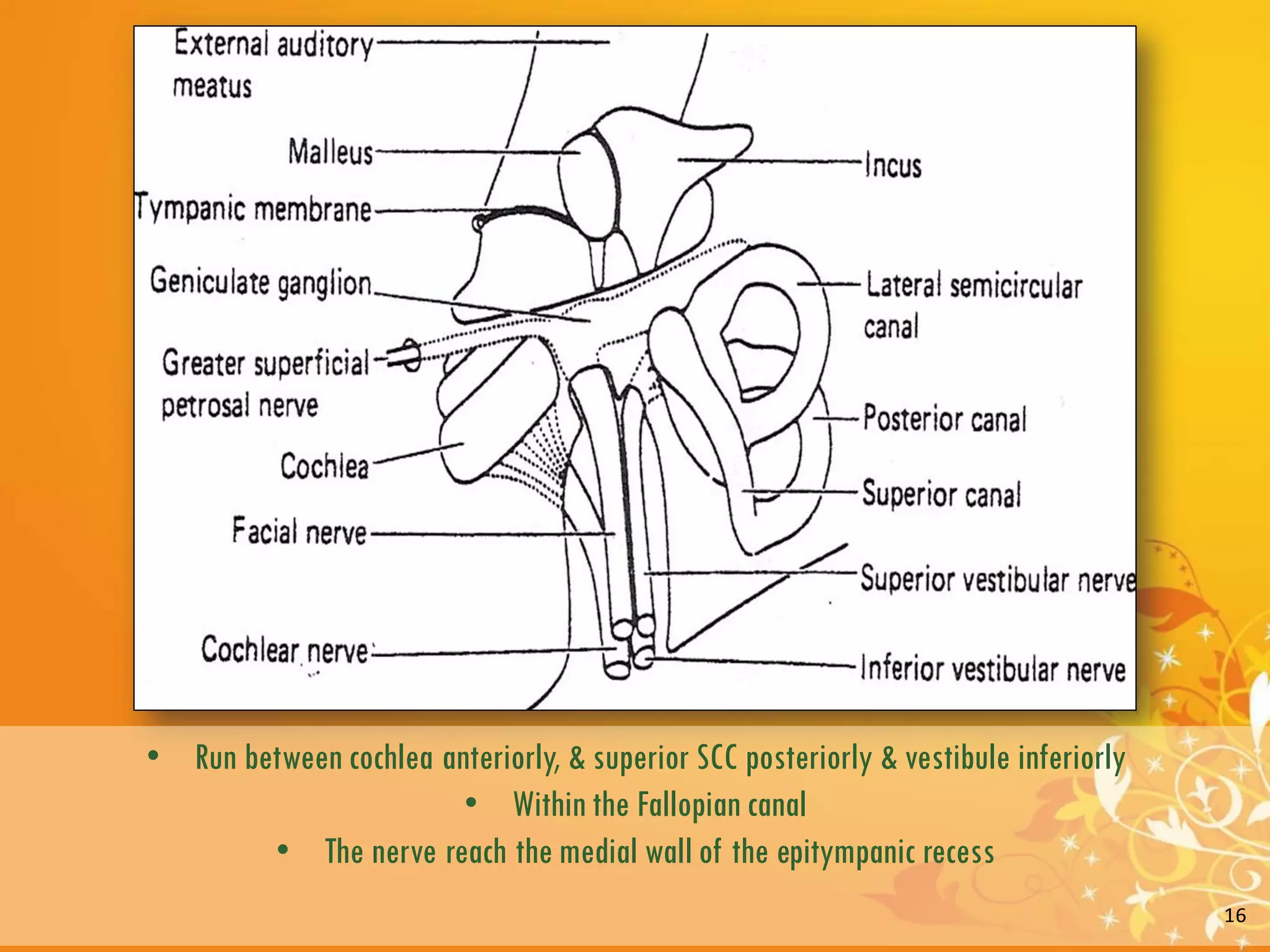 Facial Nerve and Its Clinical Importance | PDF