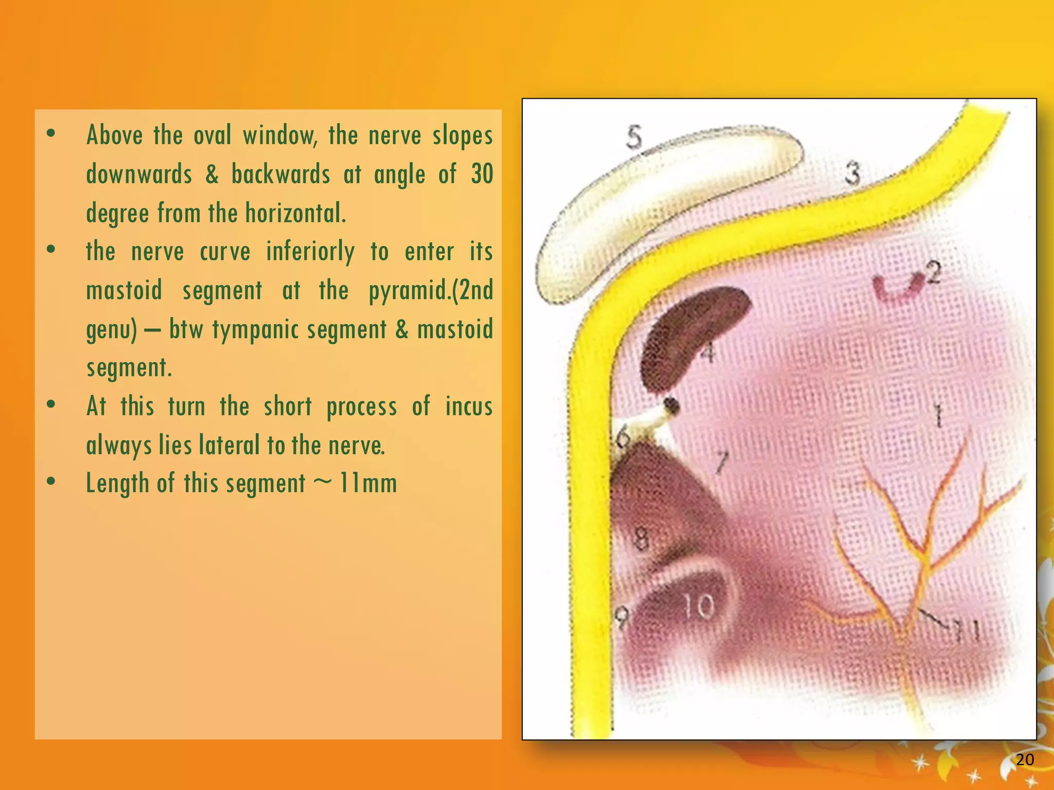Facial Nerve and Its Clinical Importance | PDF
