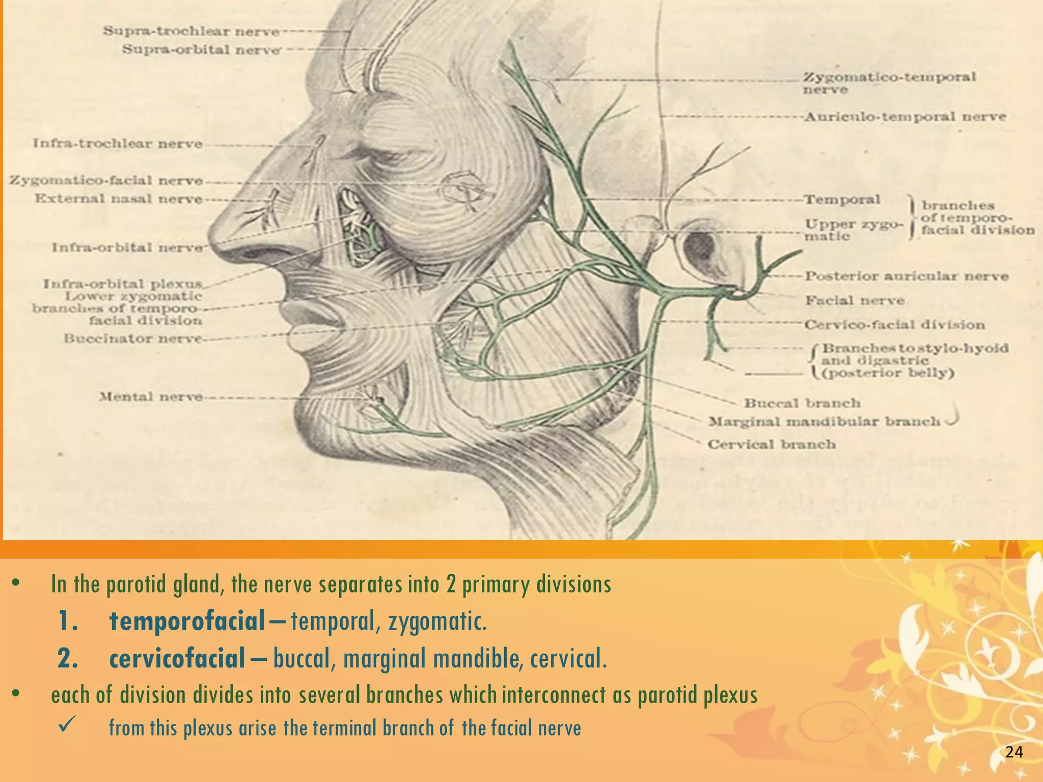 Facial Nerve and Its Clinical Importance | PDF
