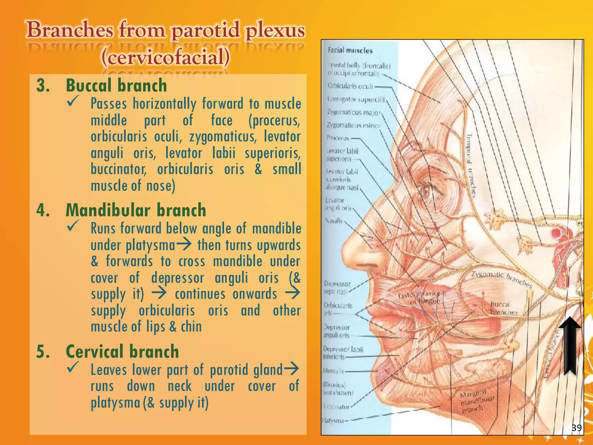 Facial Nerve and Its Clinical Importance | PDF