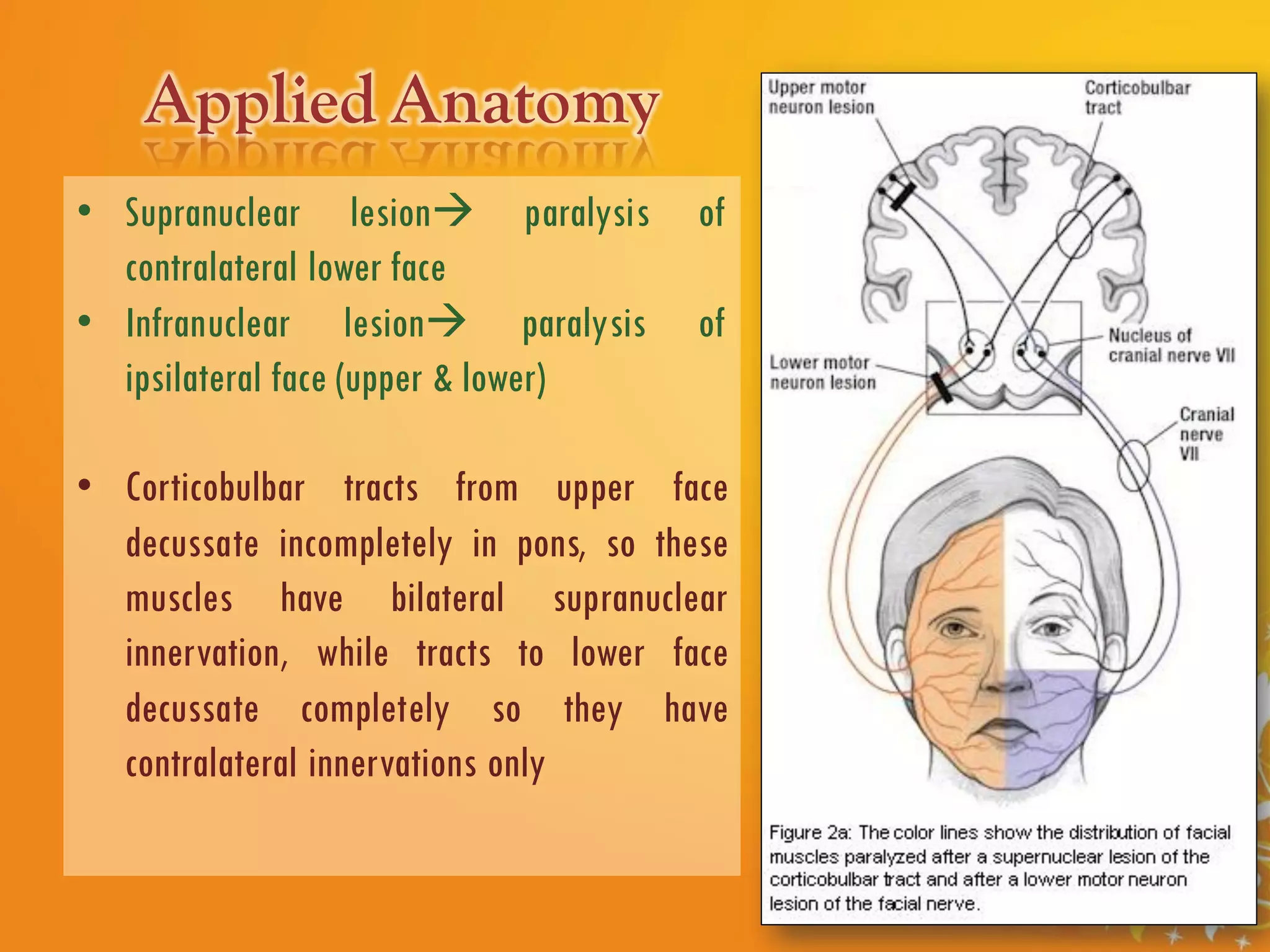 Facial Nerve and Its Clinical Importance | PDF