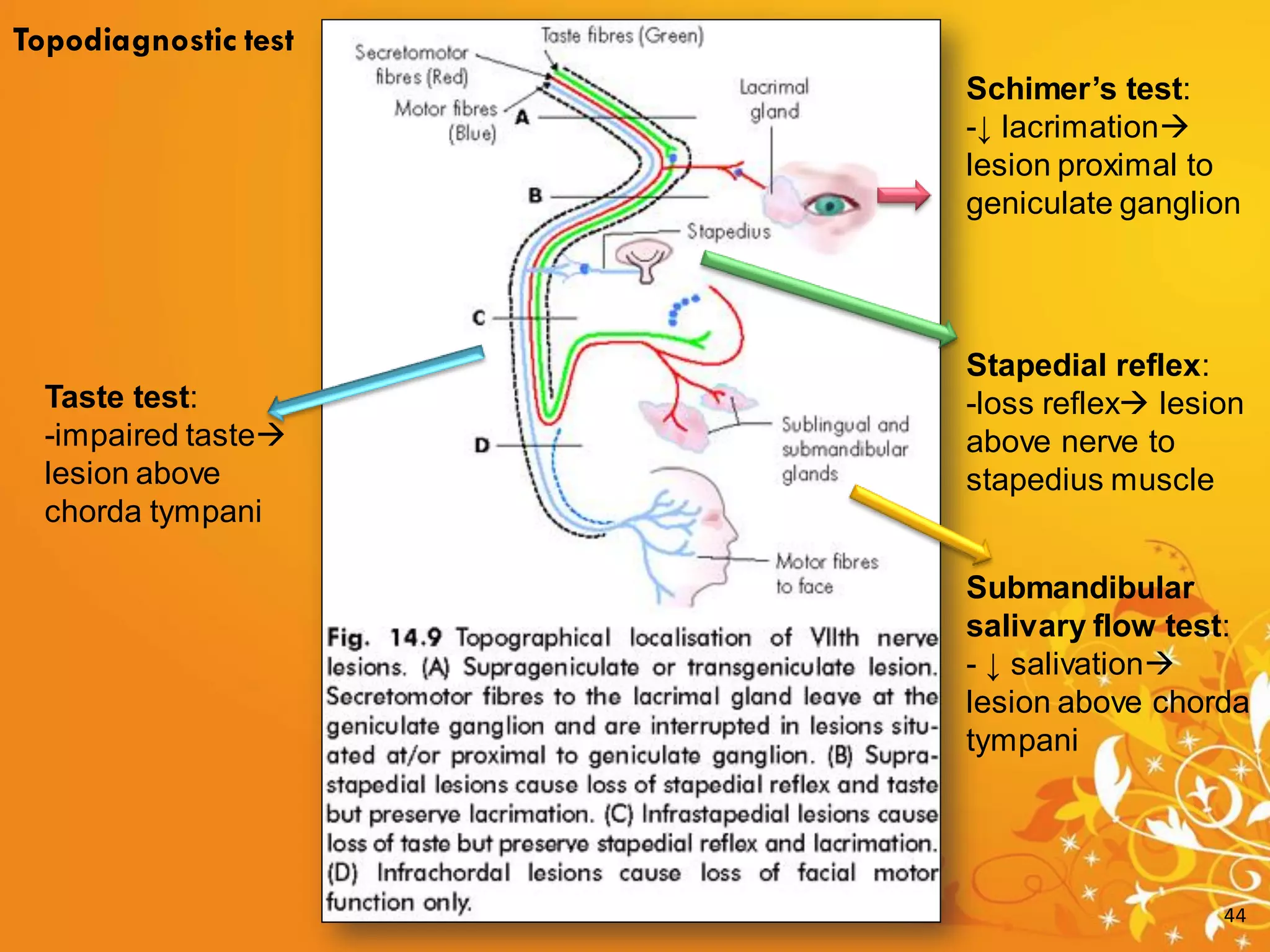 Facial Nerve and Its Clinical Importance | PDF
