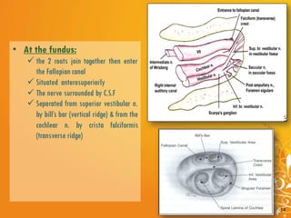 Facial Nerve and Its Clinical Importance | PDF