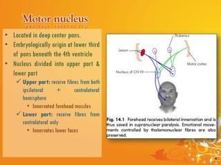 Facial Nerve and Its Clinical Importance | PDF