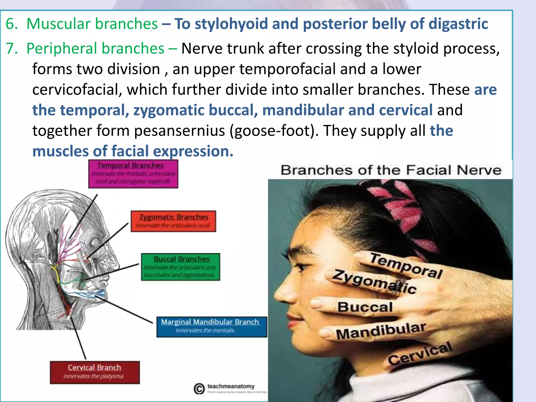Facial nerve and its disorders | PPTX