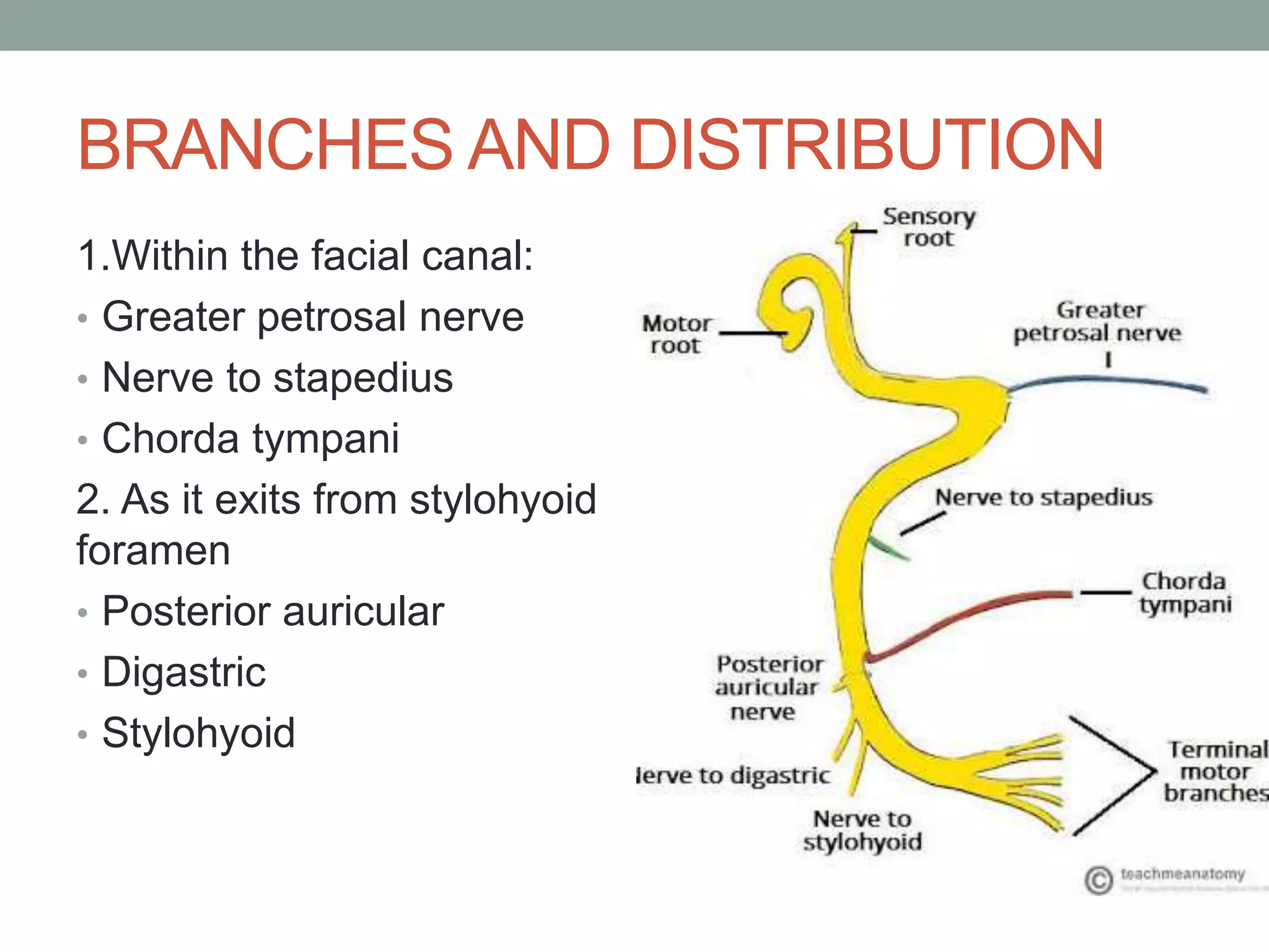 Facial nerve and its disorders | PPTX