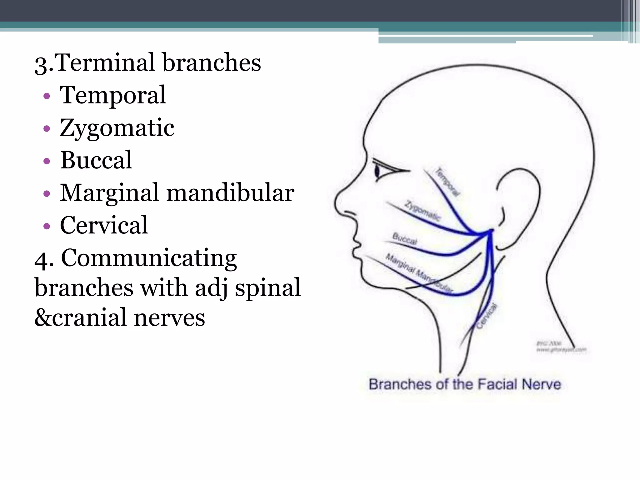 Facial nerve and its disorders | PPTX