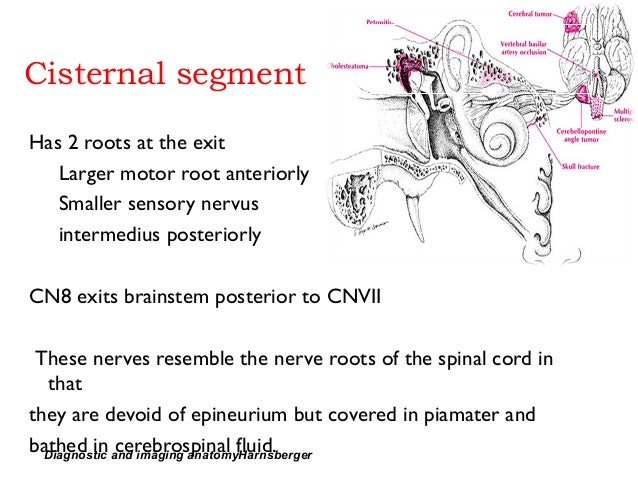Facial nerve by Dr. Apoorv